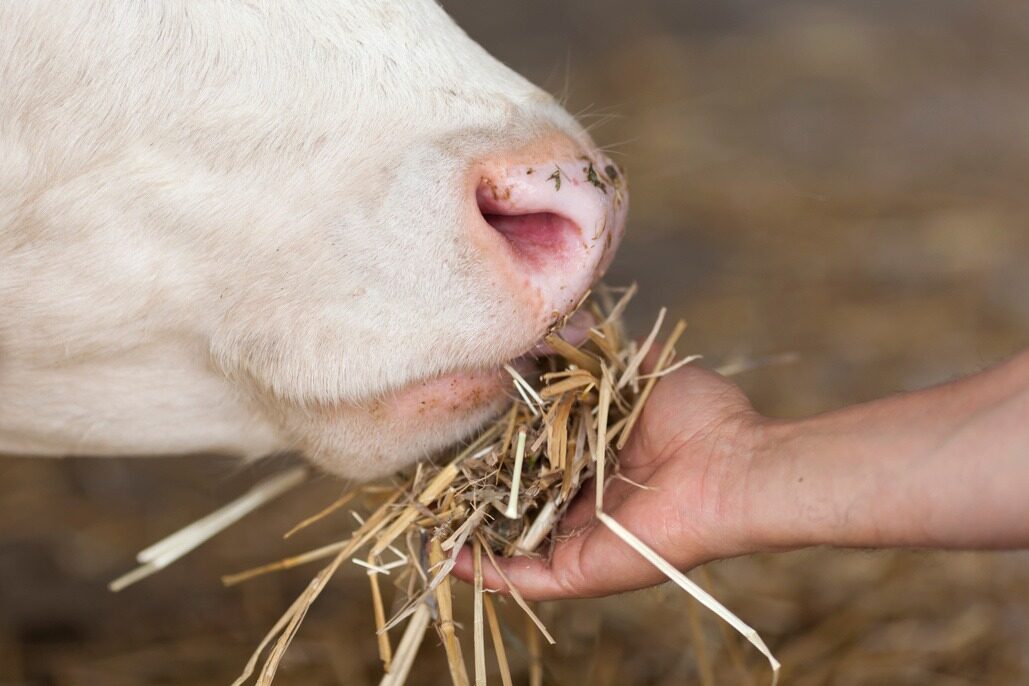 Skills in Demand visa (subclass 482) Visa - Phillip Silver and ...